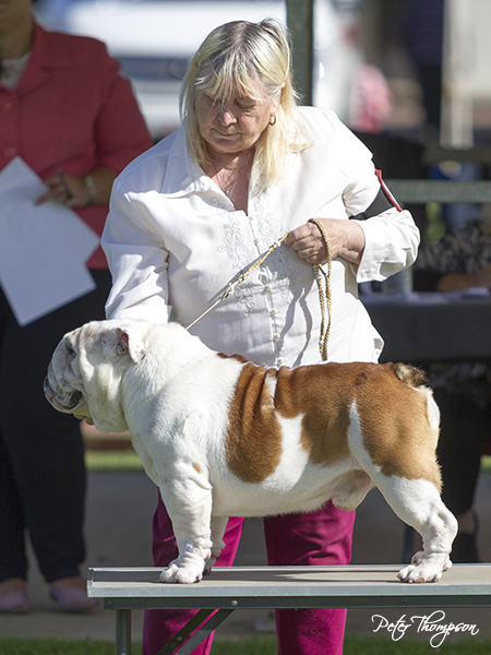 Open Shows - British Bulldog Club of SA Inc
