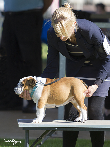 Open Shows - British Bulldog Club of SA Inc